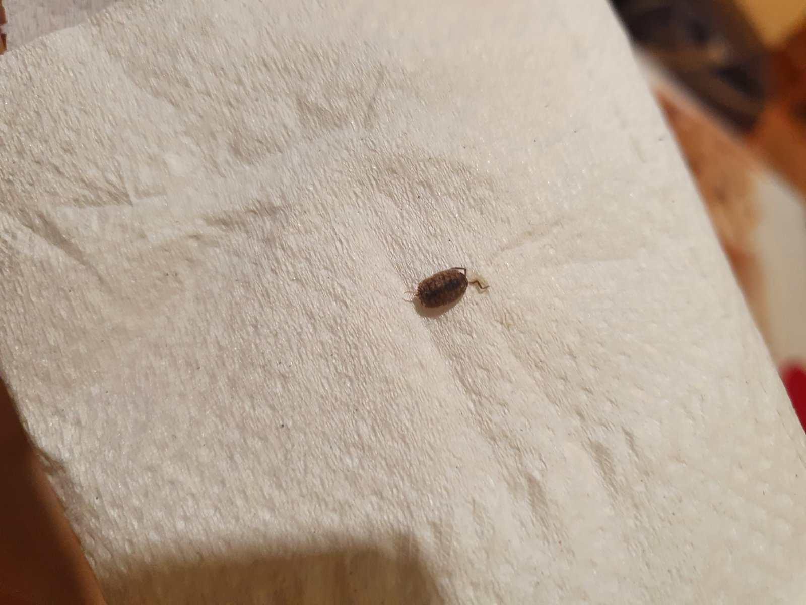 Čo je to za chrobáka? - Modrý koník