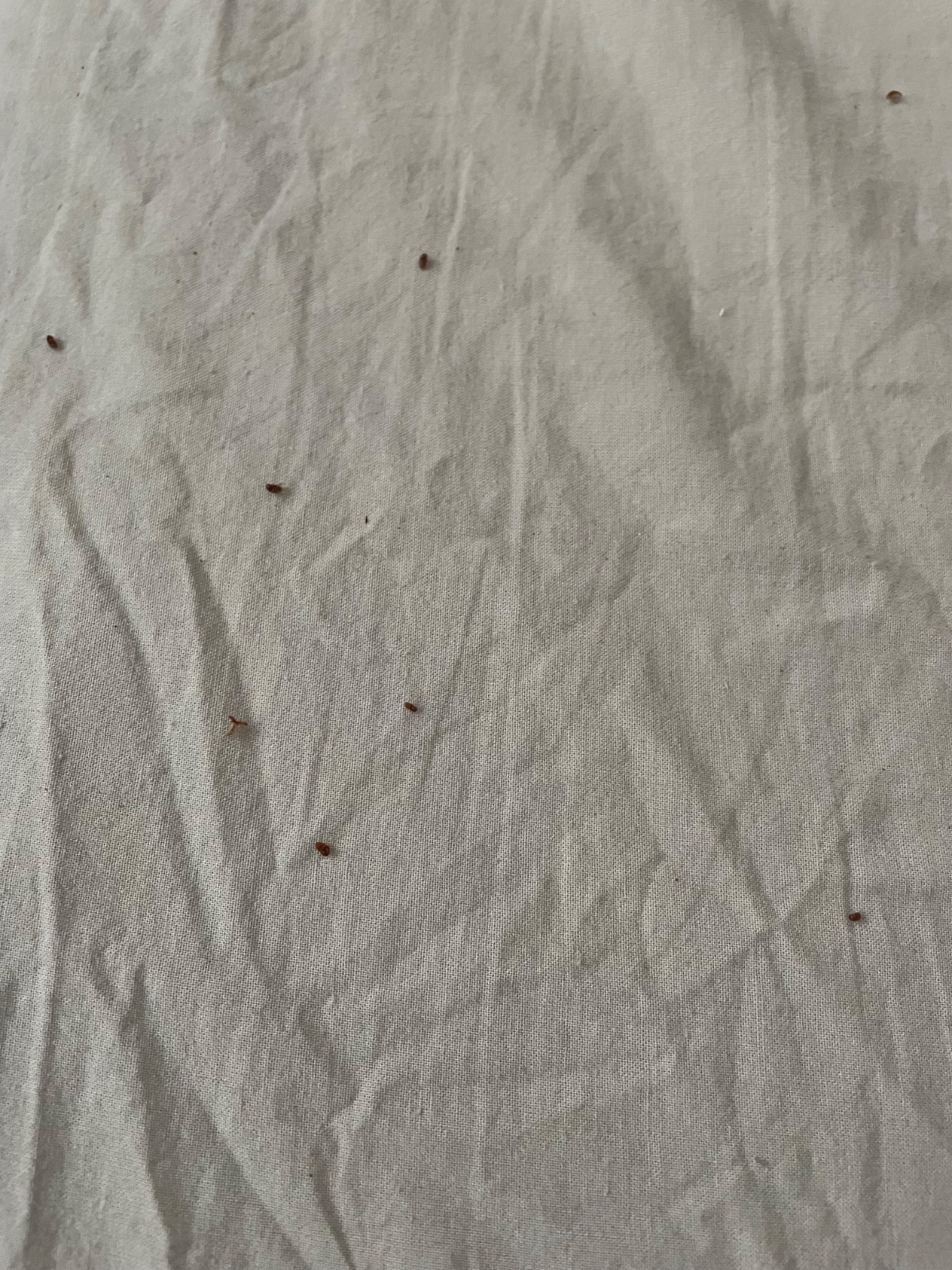 Malé hnedé lietajúce chrobáčiky - Modrý koník