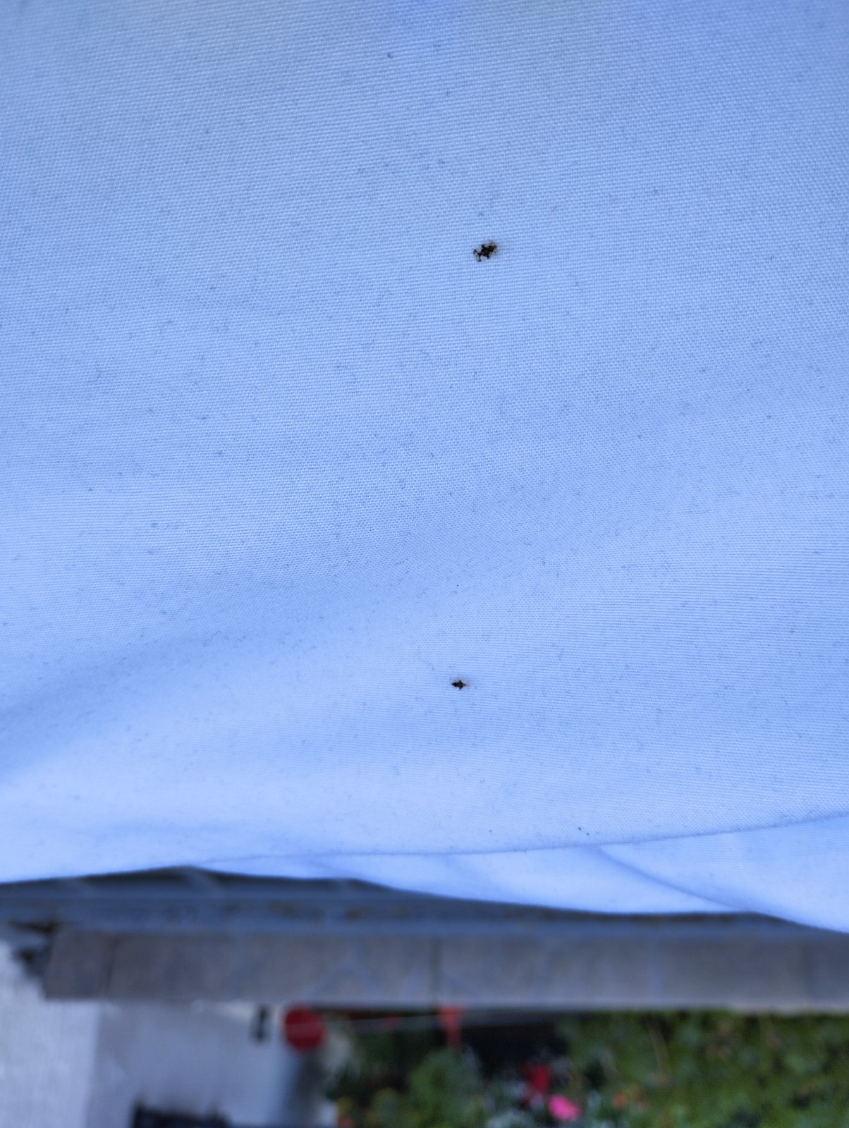 Je to blcha alebo ploštica? - Modrý koník