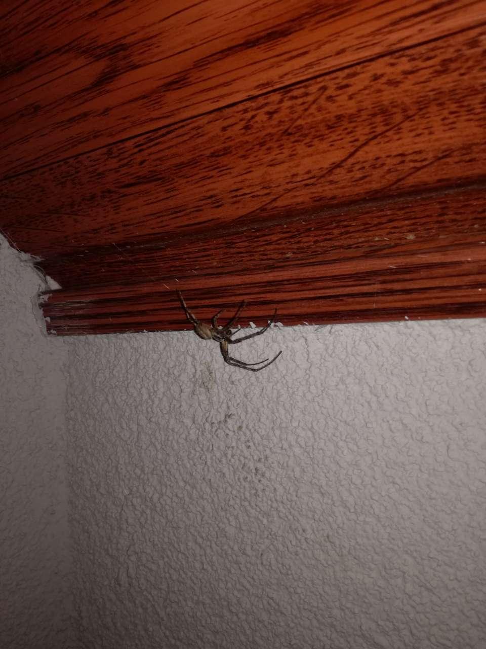 Čo to je za pavúka? - Modrý koník