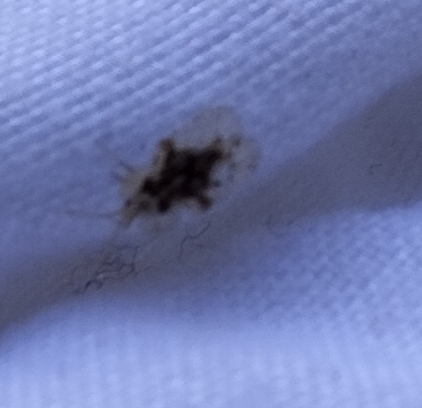 Je to blcha alebo ploštica? - Modrý koník