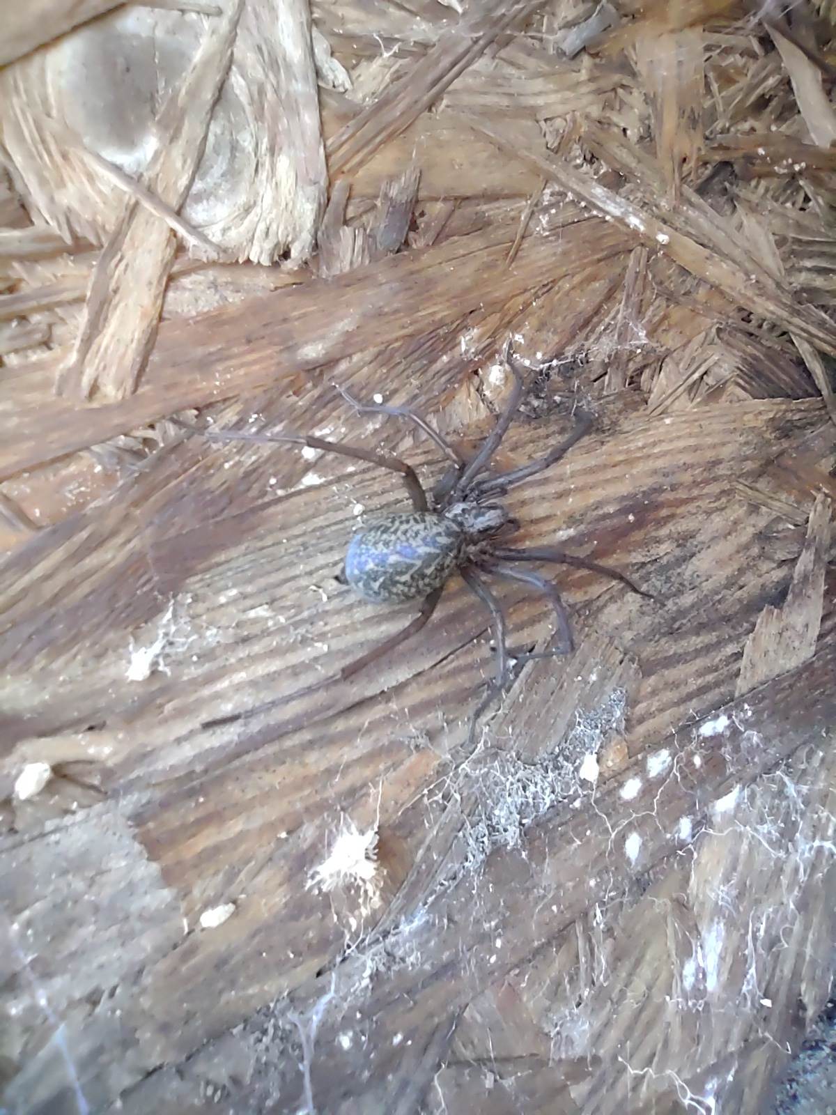 Aký je to pavúk? - Modrý koník