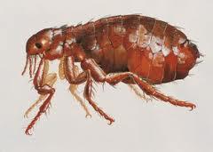 Ludská blcha. Ako sa jej zbaviť?