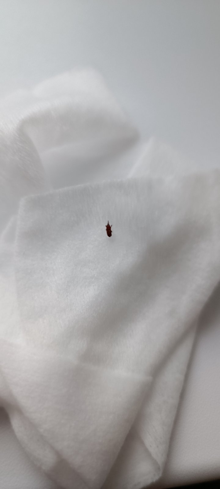 Chrobák v byte - Modrý koník