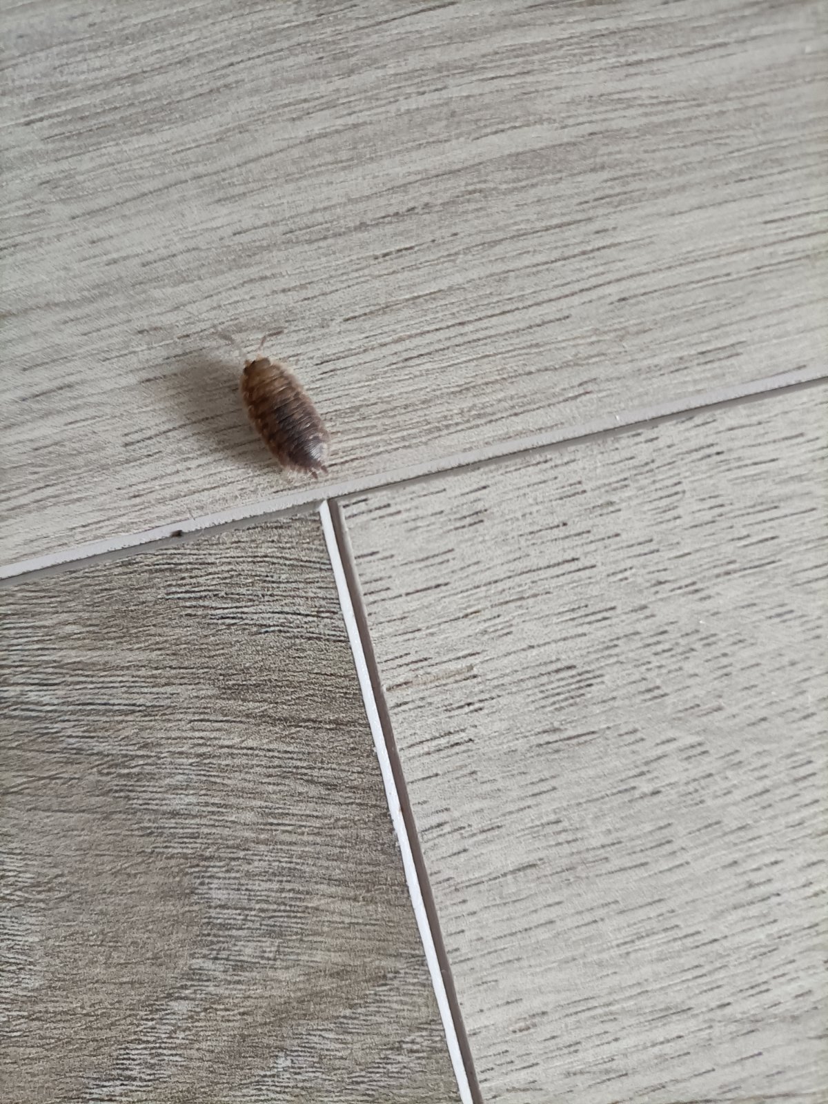 Čo je to za chrobáka? - Modrý koník