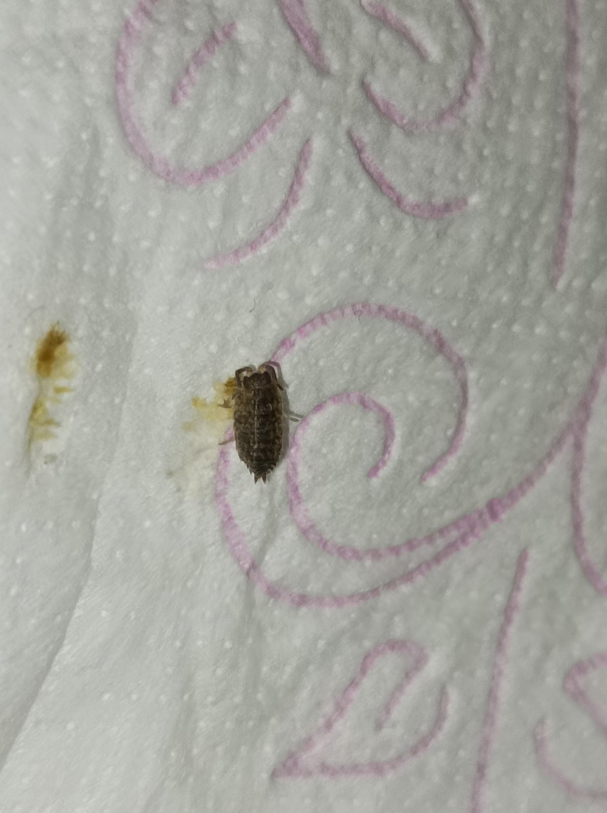 Chrobák v byte - Modrý koník