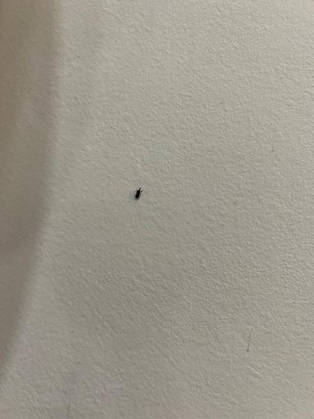 Ako identifikovať chrobáky vo vašom byte? - Modrý koník