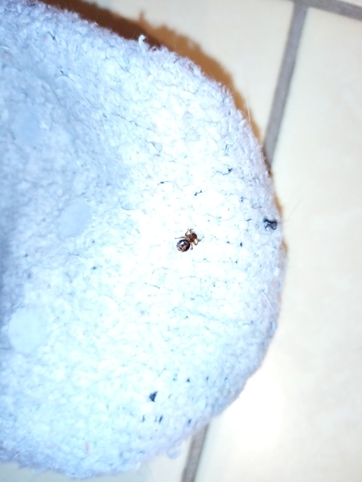 Aký to je chrobák? - Modrý koník