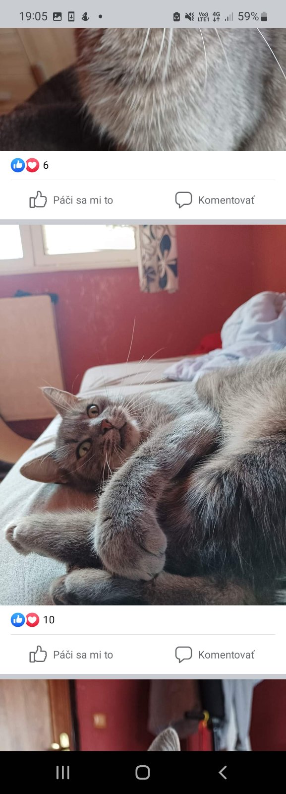 Je toto naša mačička? - Modrý koník