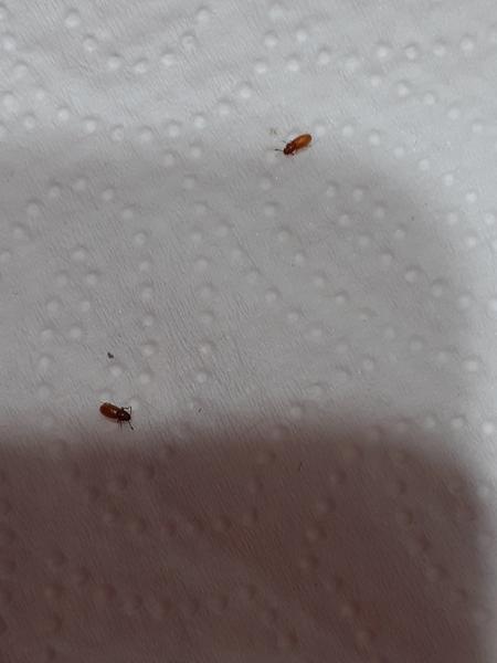 Malé hnedé chrobáky v kuchynskej linke - Modrý koník