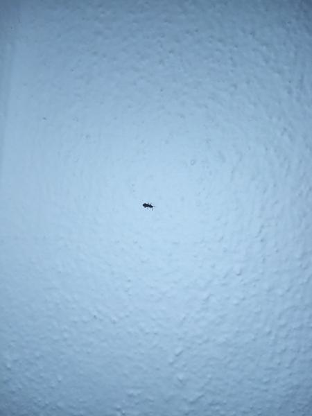 Chrobáky v kuchyni/múke - Modrý koník