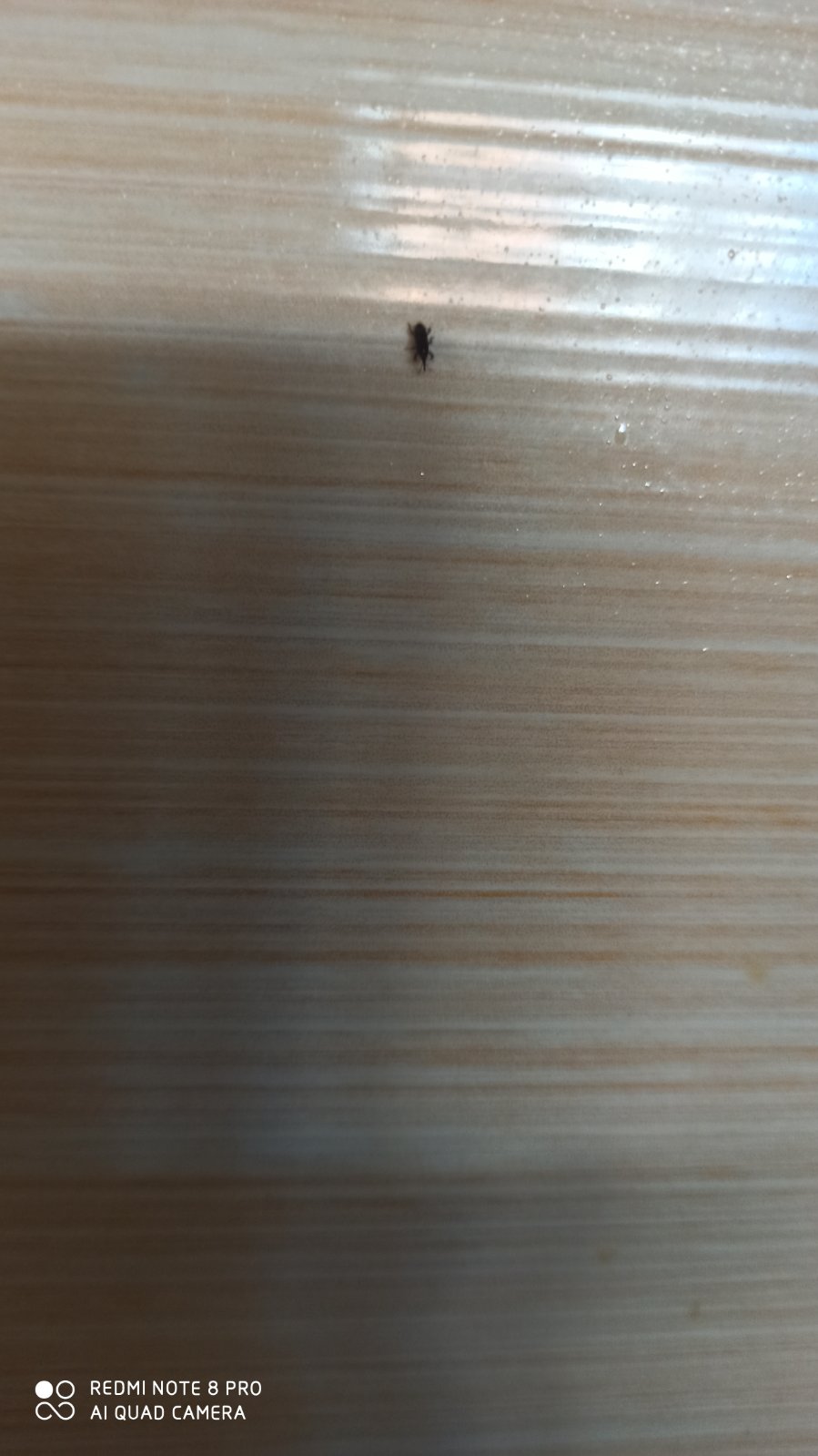 Chrobák v byte - Modrý koník