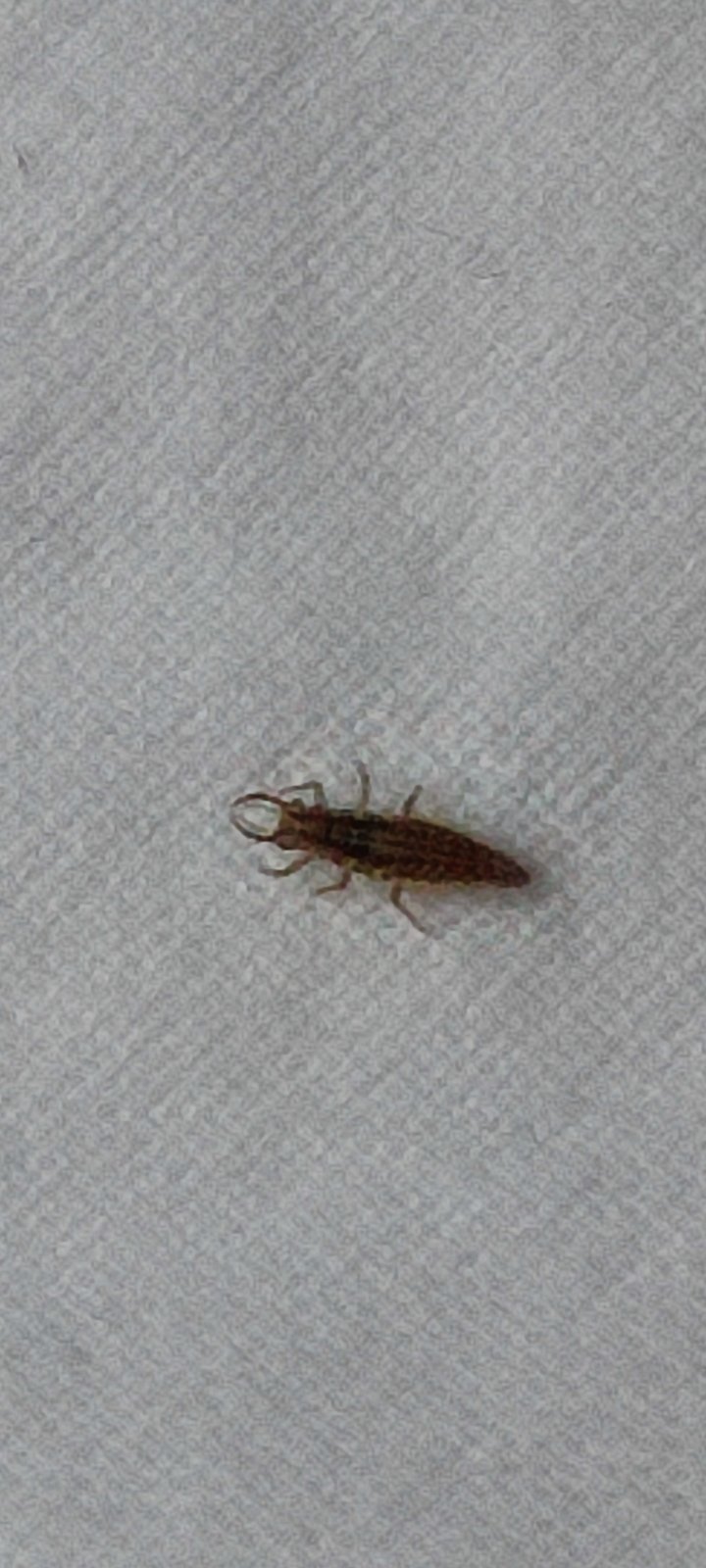 Čo je to za chrobáka? - Modrý koník