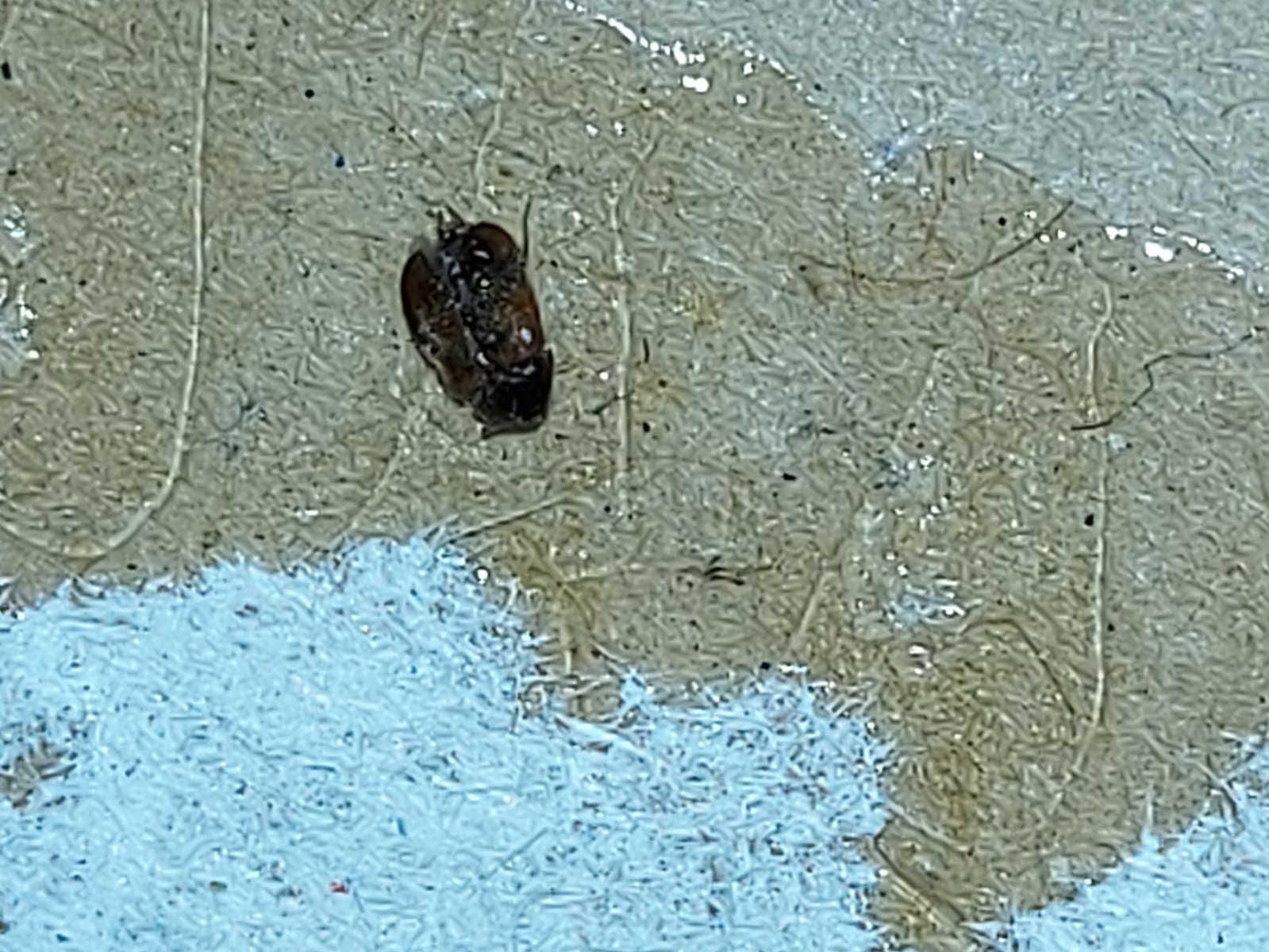 Chrobáky v byte - Modrý koník