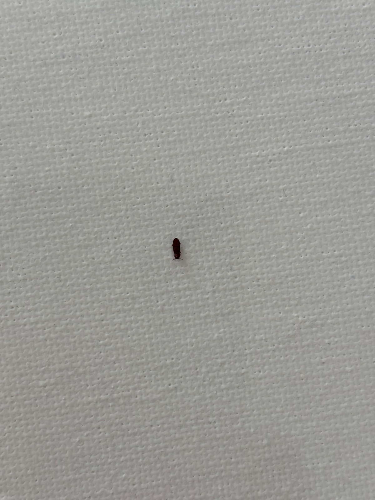 Je to blcha alebo iný tvor? - Modrý koník