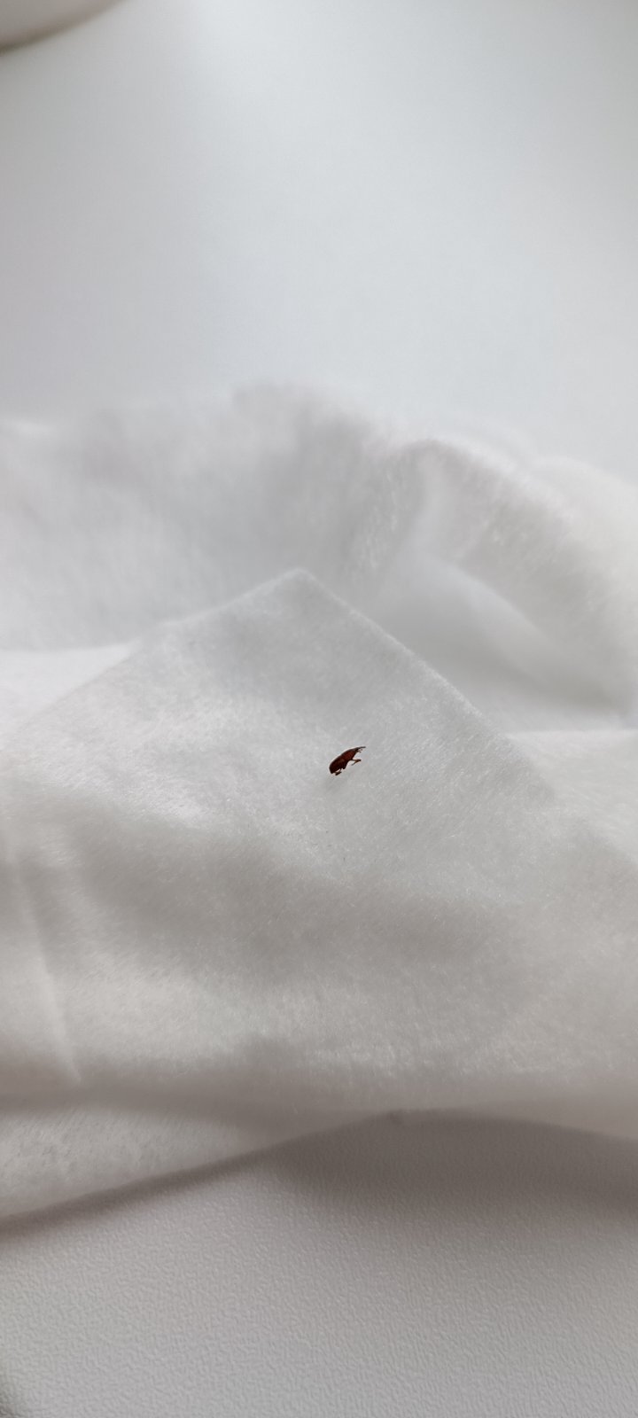 Chrobák v byte - Modrý koník