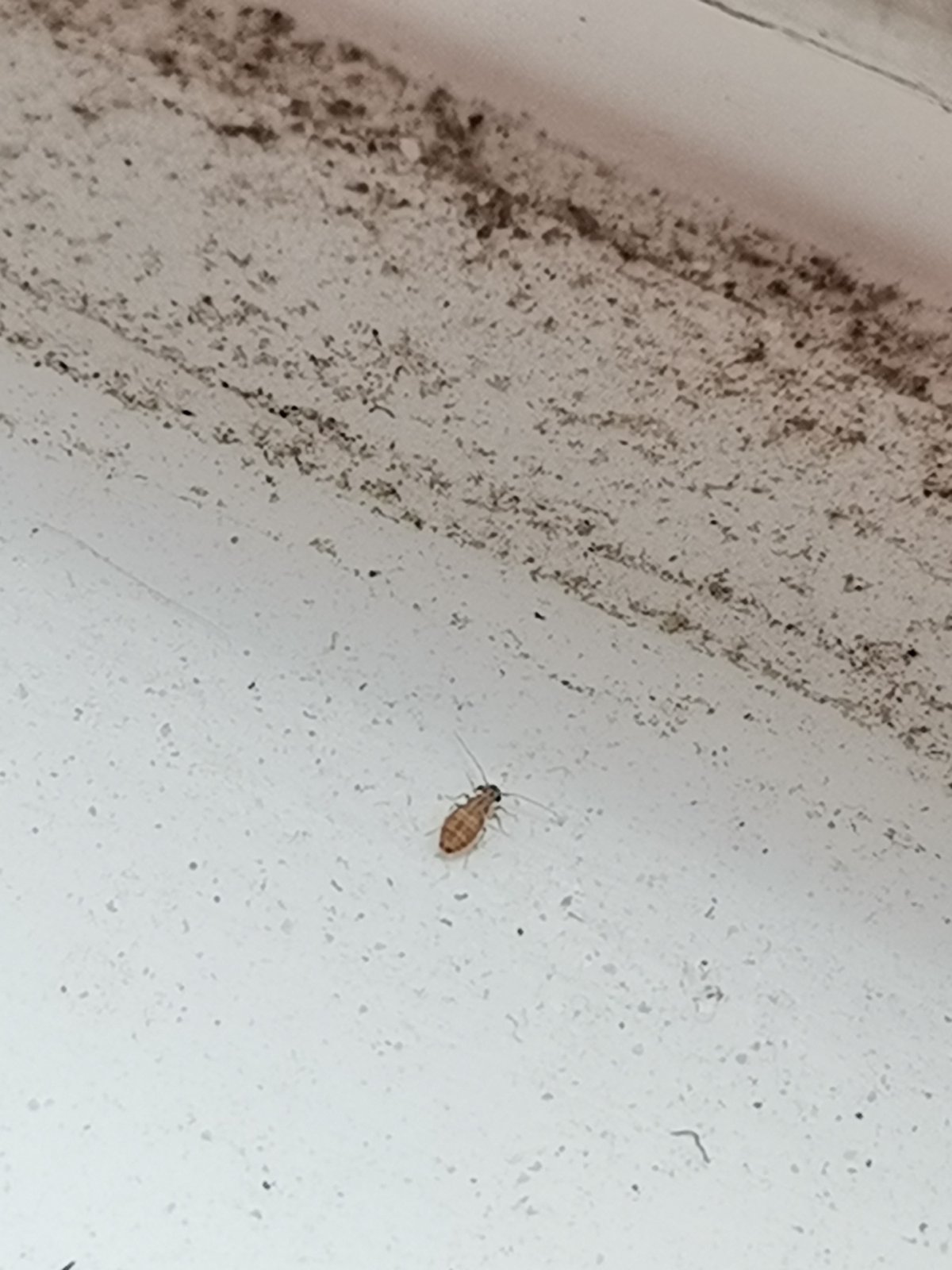 Je to pisivka? - Modrý koník