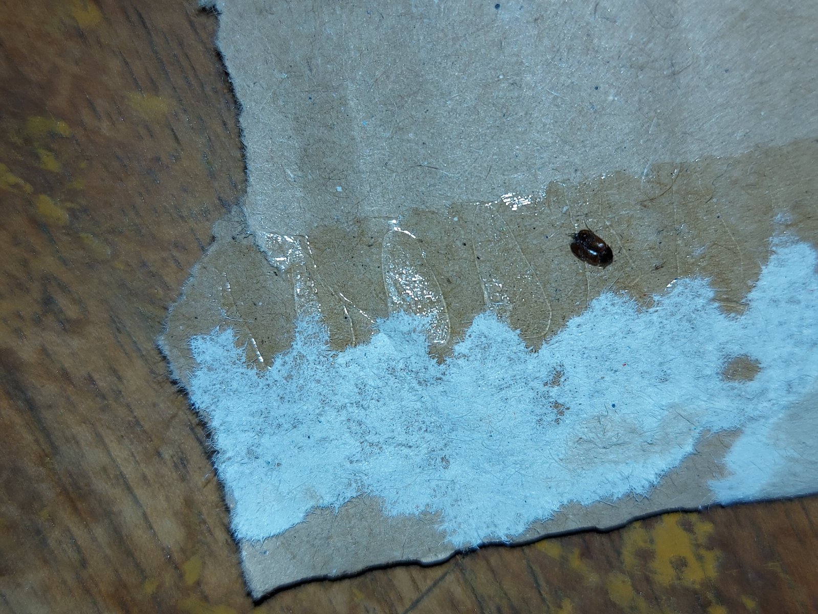 Chrobáky v byte - Modrý koník