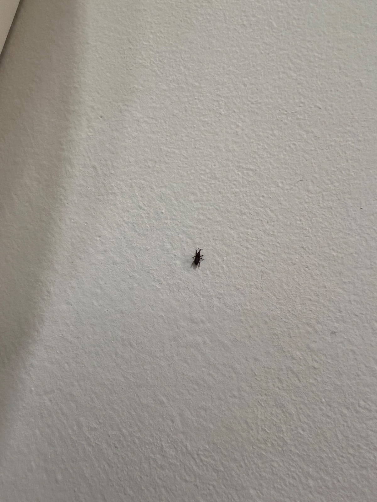 Ako identifikovať chrobáky vo vašom byte? - Modrý koník