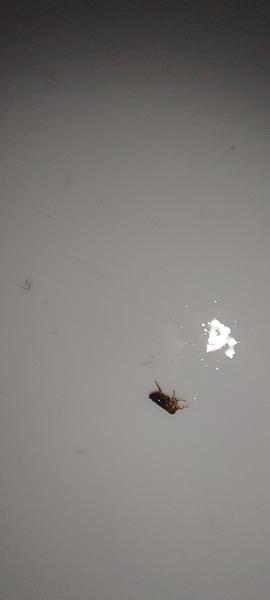 Je to blcha? - Modrý koník