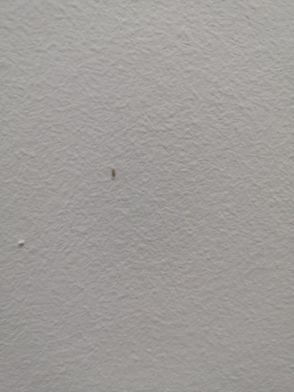 Poraďte čo za chrobáky mám v byte ? - Modrý koník