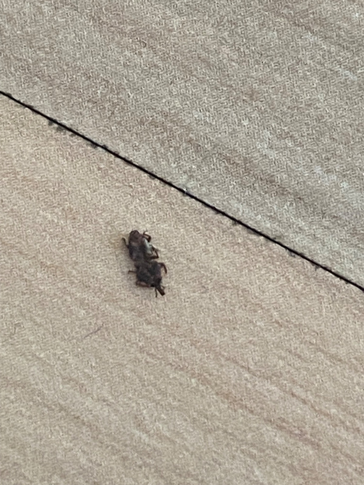 Chrobáky v byte - Modrý koník