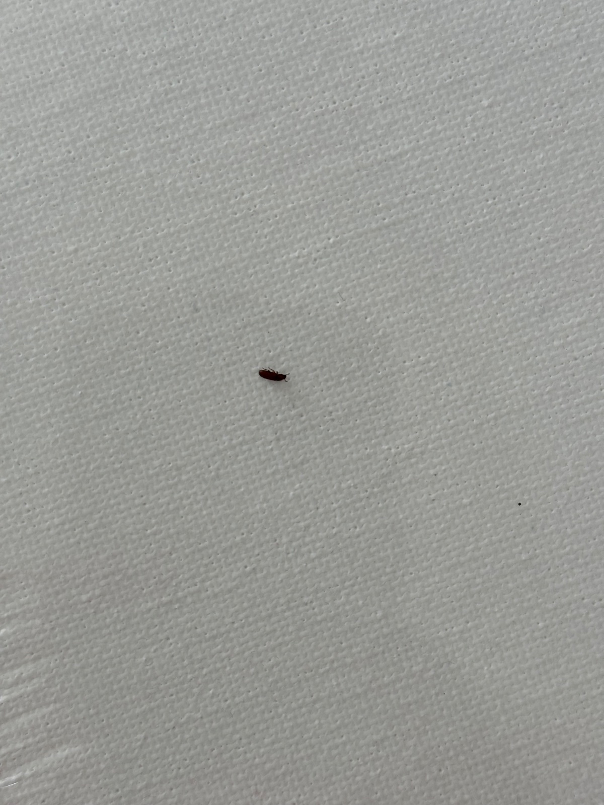 Je to blcha alebo iný tvor? - Modrý koník