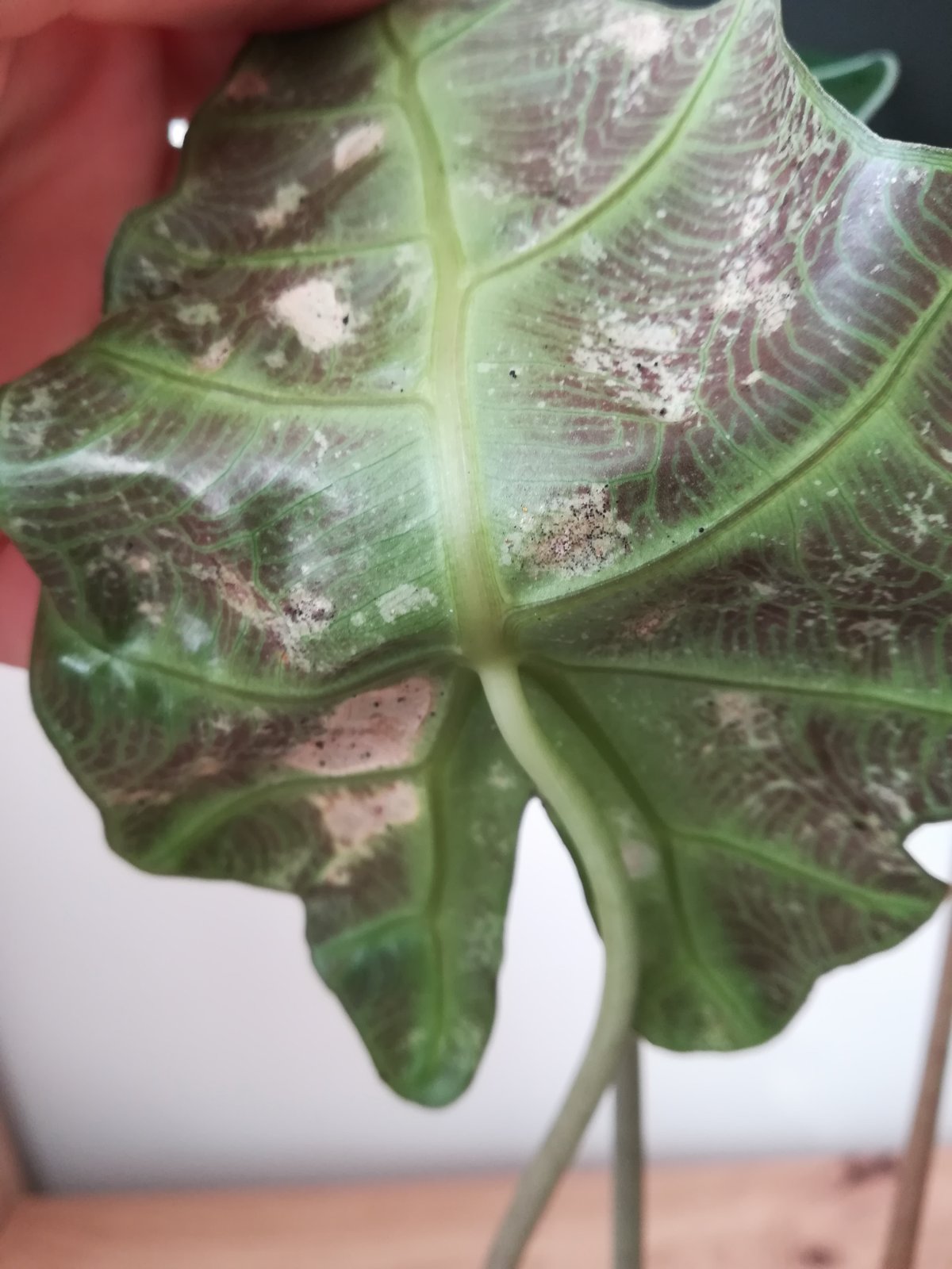 Izbové rastlinky - Modrý koník