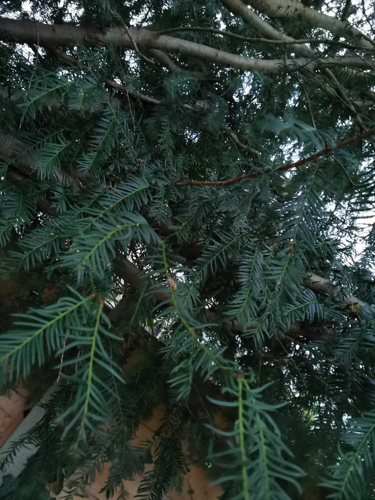 Stromy na záhrade - Modrý koník