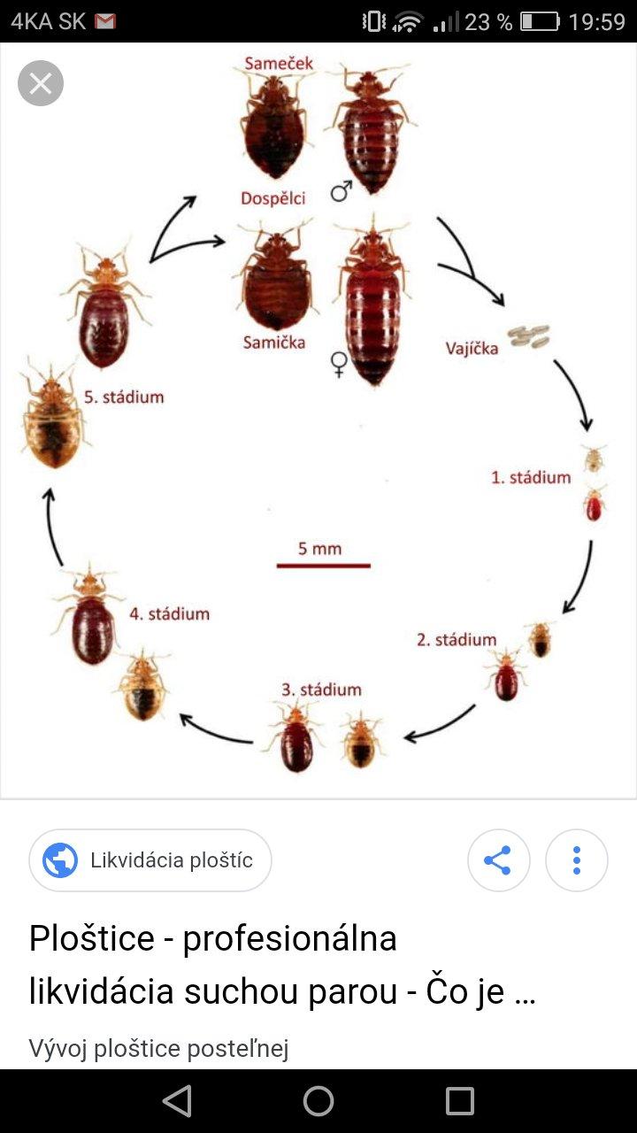 Aký hmyz to môže byť? - Modrý koník