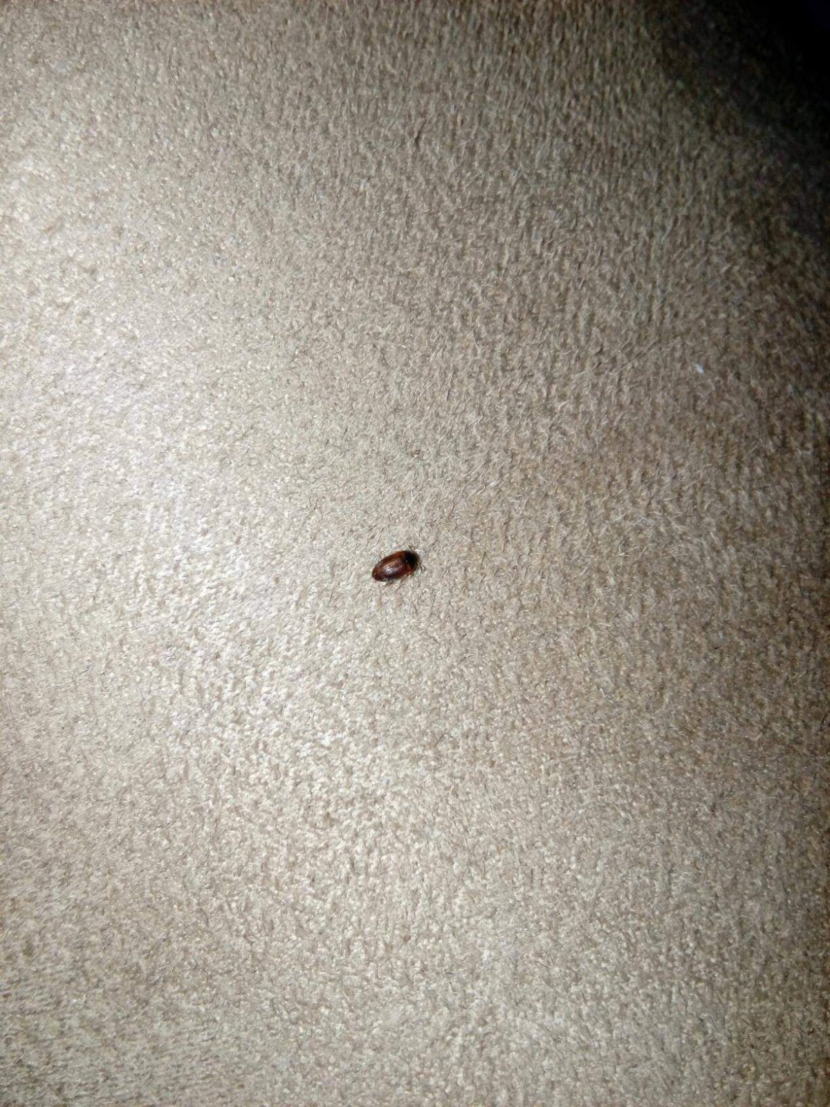 Neznámy chrobák - Modrý koník