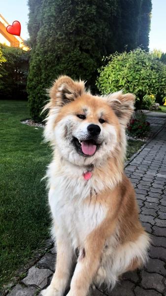 Aký druh psa to je? - Modrý koník