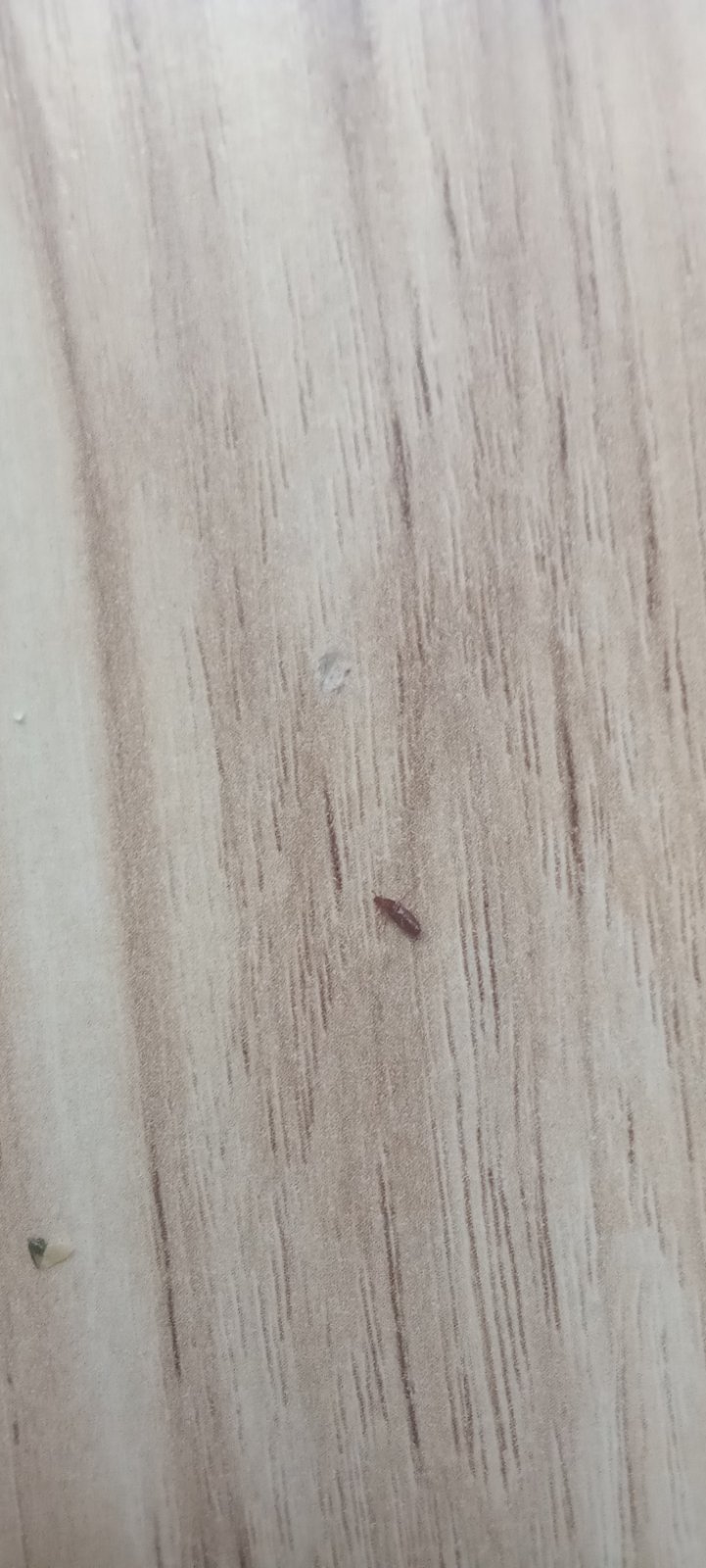 Je to ploštica alebo blcha? - Modrý koník