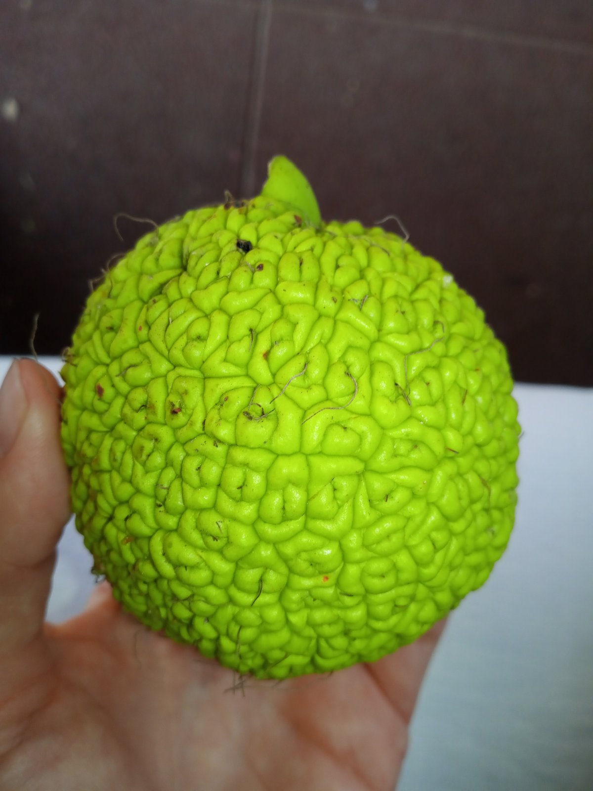 Čo je to za plod? - Modrý koník