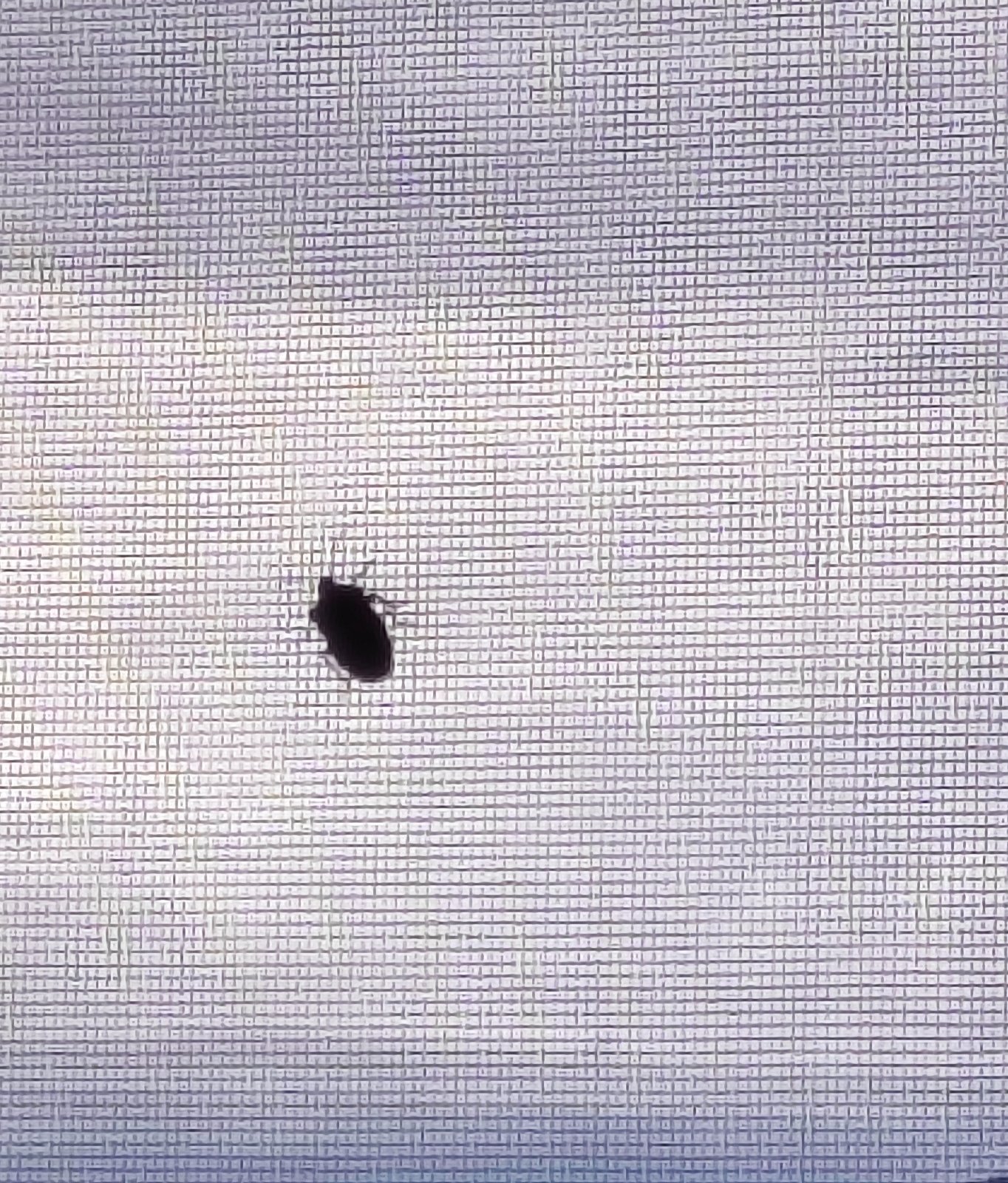 Čo je to za chrobáka? - Modrý koník