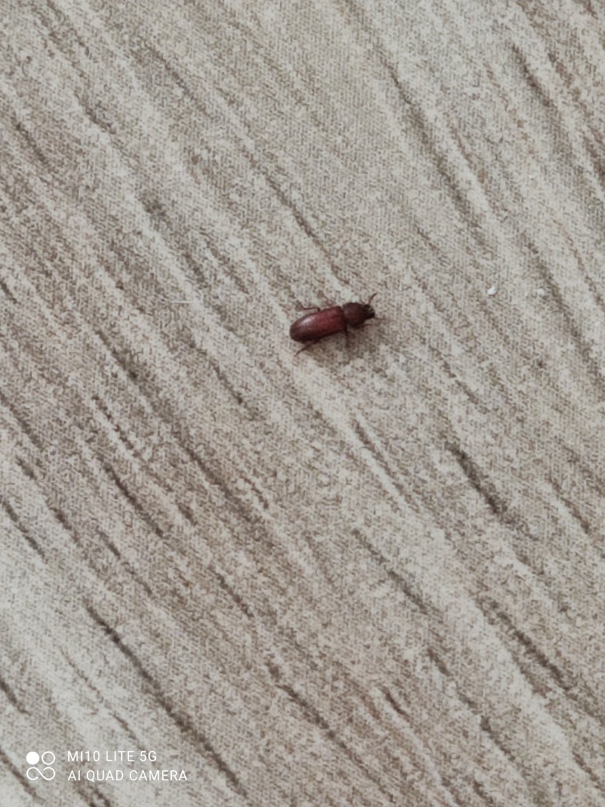 Malé chrobáky v spálni - Modrý koník