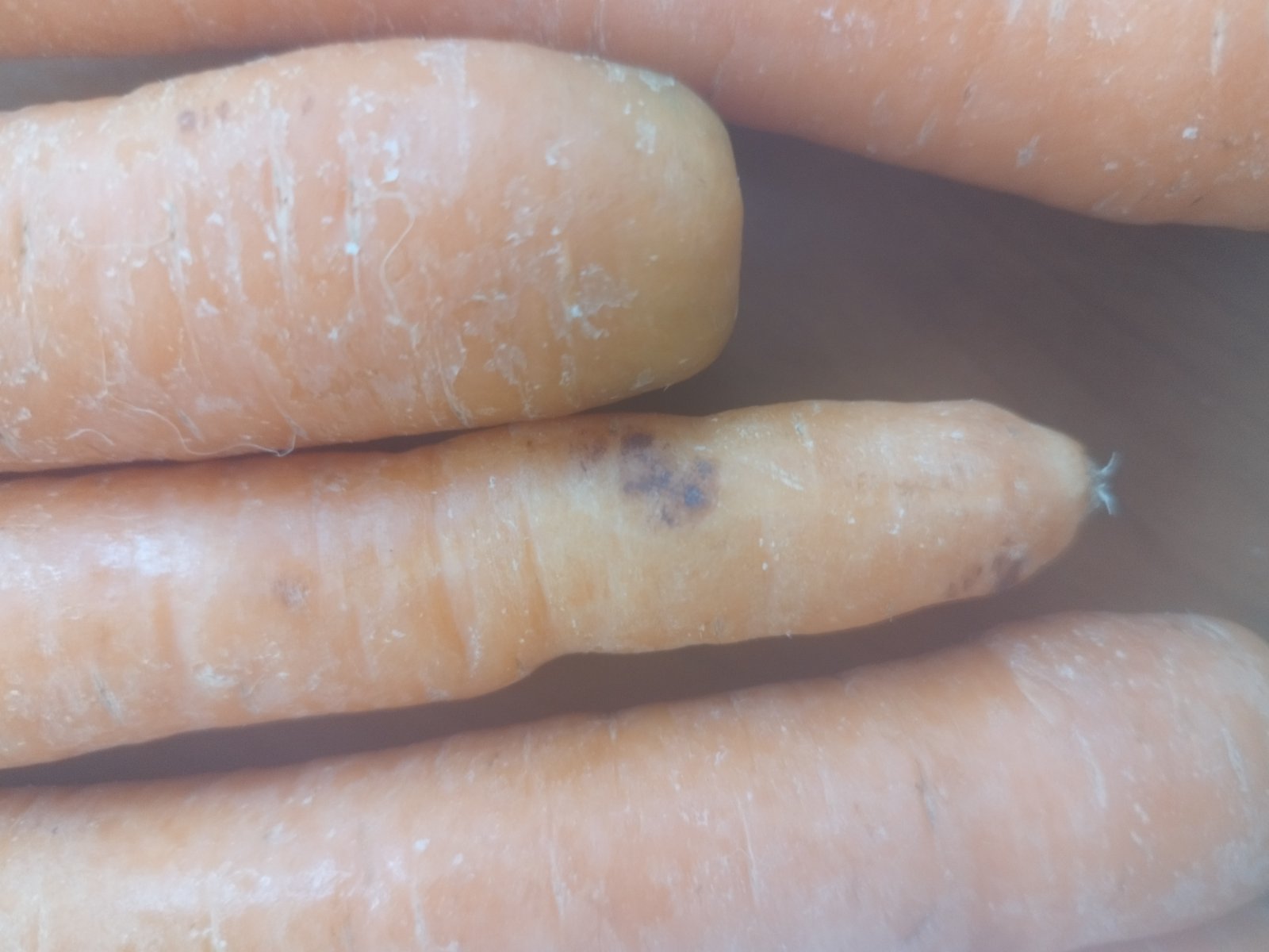 Použili by ste tieto mrkvy? - Modrý koník