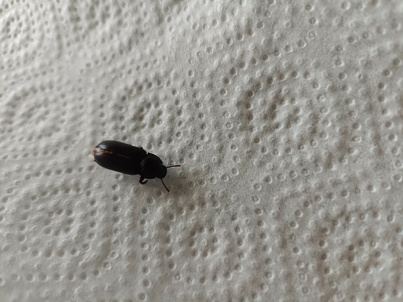 Aký to je chrobák? - Modrý koník