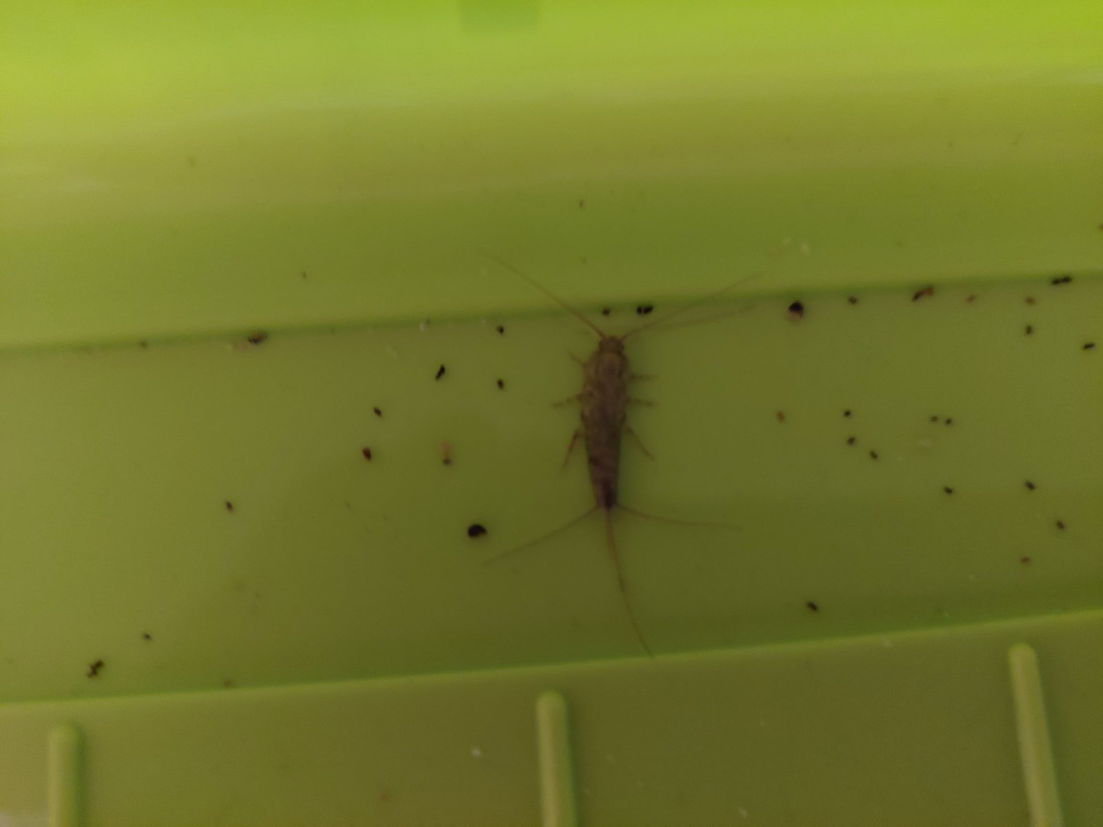 Aky je to druh chrobáka? - Modrý koník