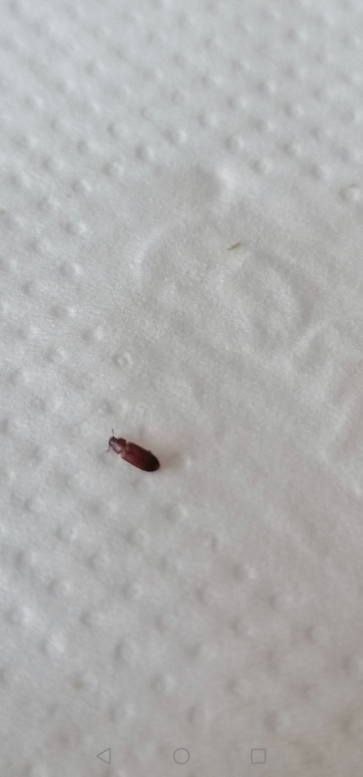 Identifikácia chrobáka - Modrý koník