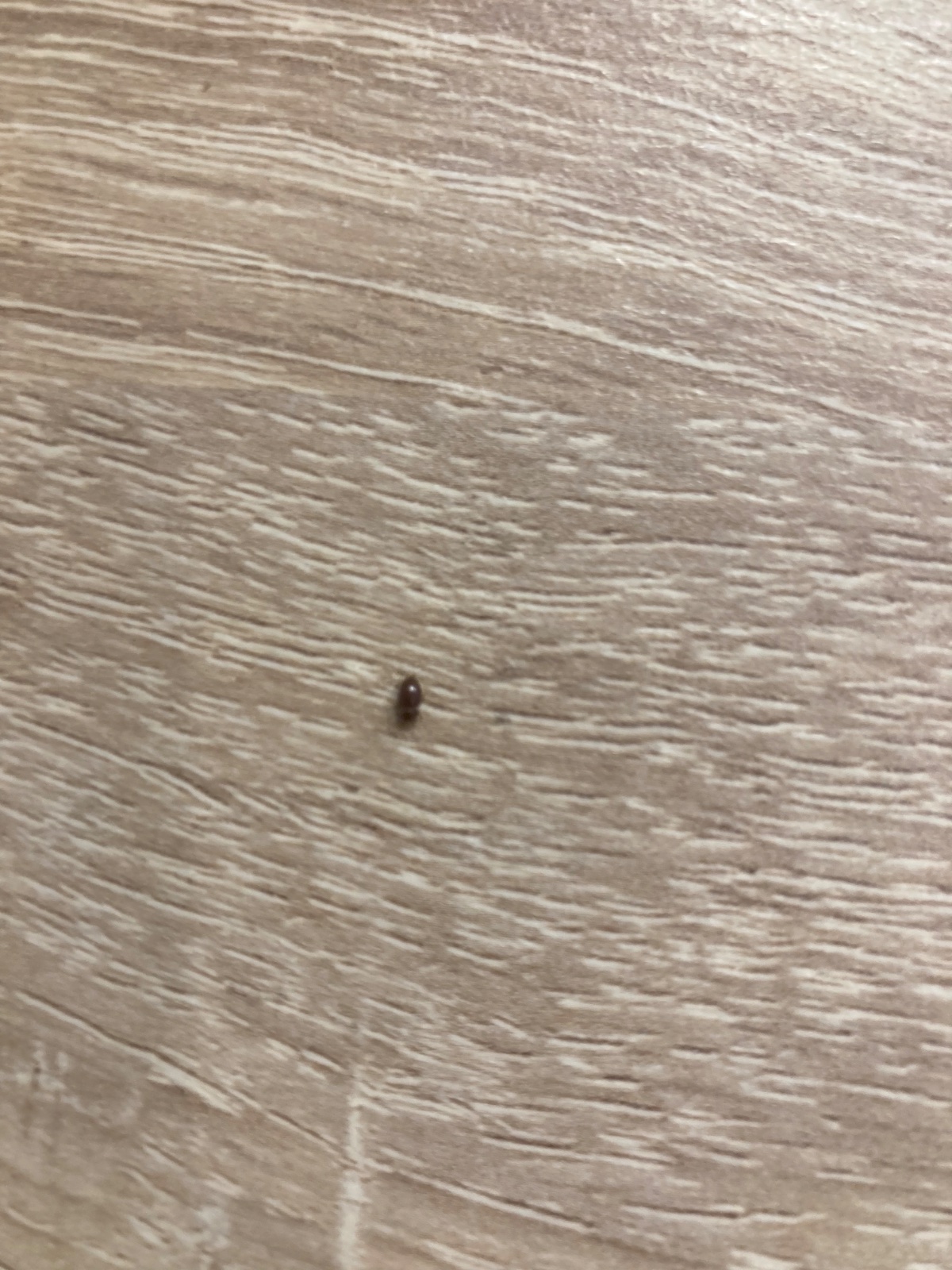 Chrobáky v kuchyni - Modrý koník