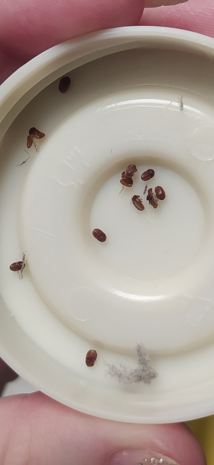 Malé hnedé chrobáky v kuchynskej linke - Modrý koník