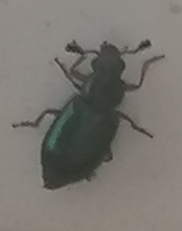 Byt prelezený chrobákmi - Modrý koník