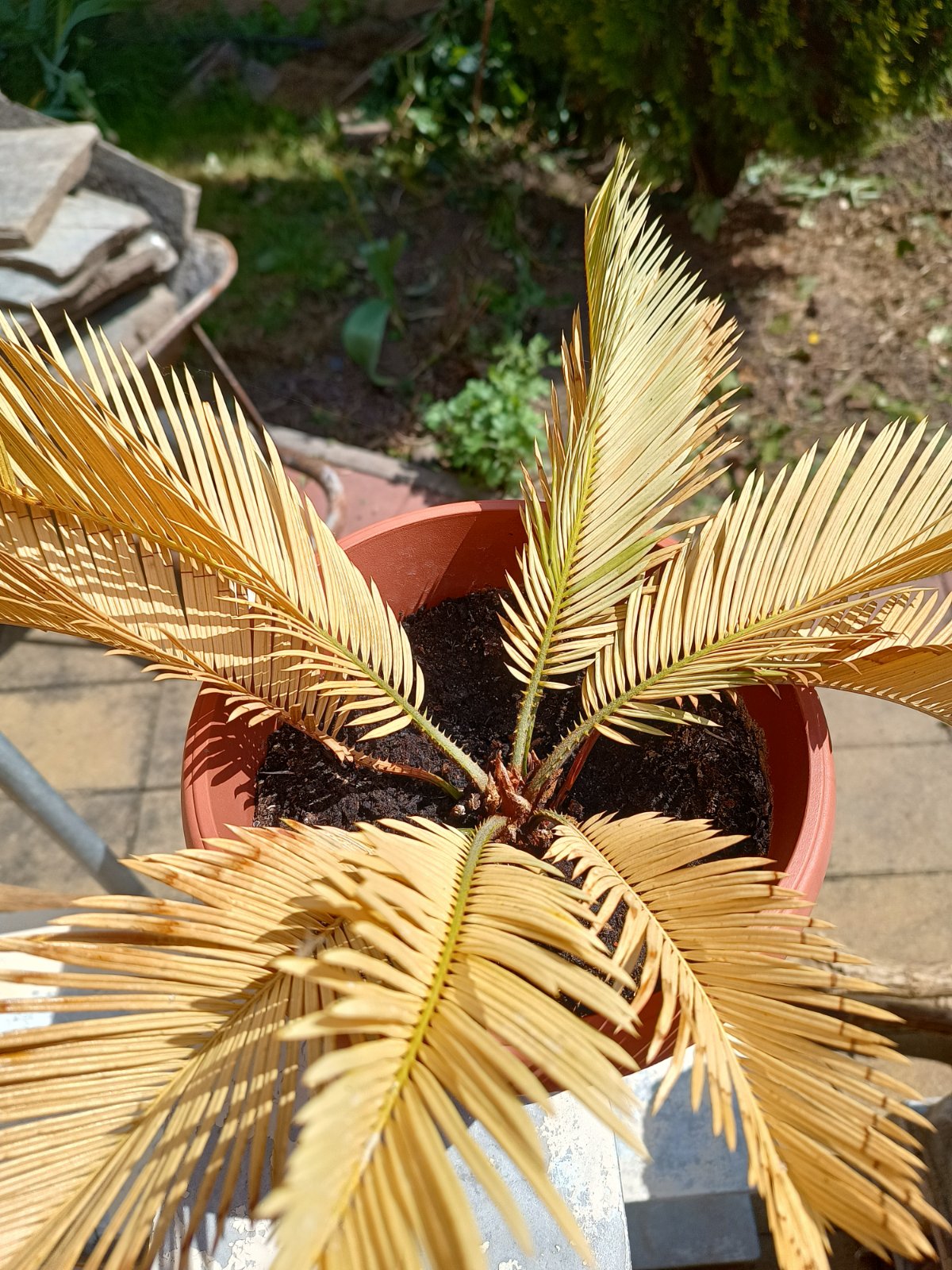 Prezimované cykasy - Modrý koník