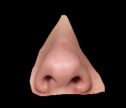 Krivý nos - nosová prepážka - Modrý koník