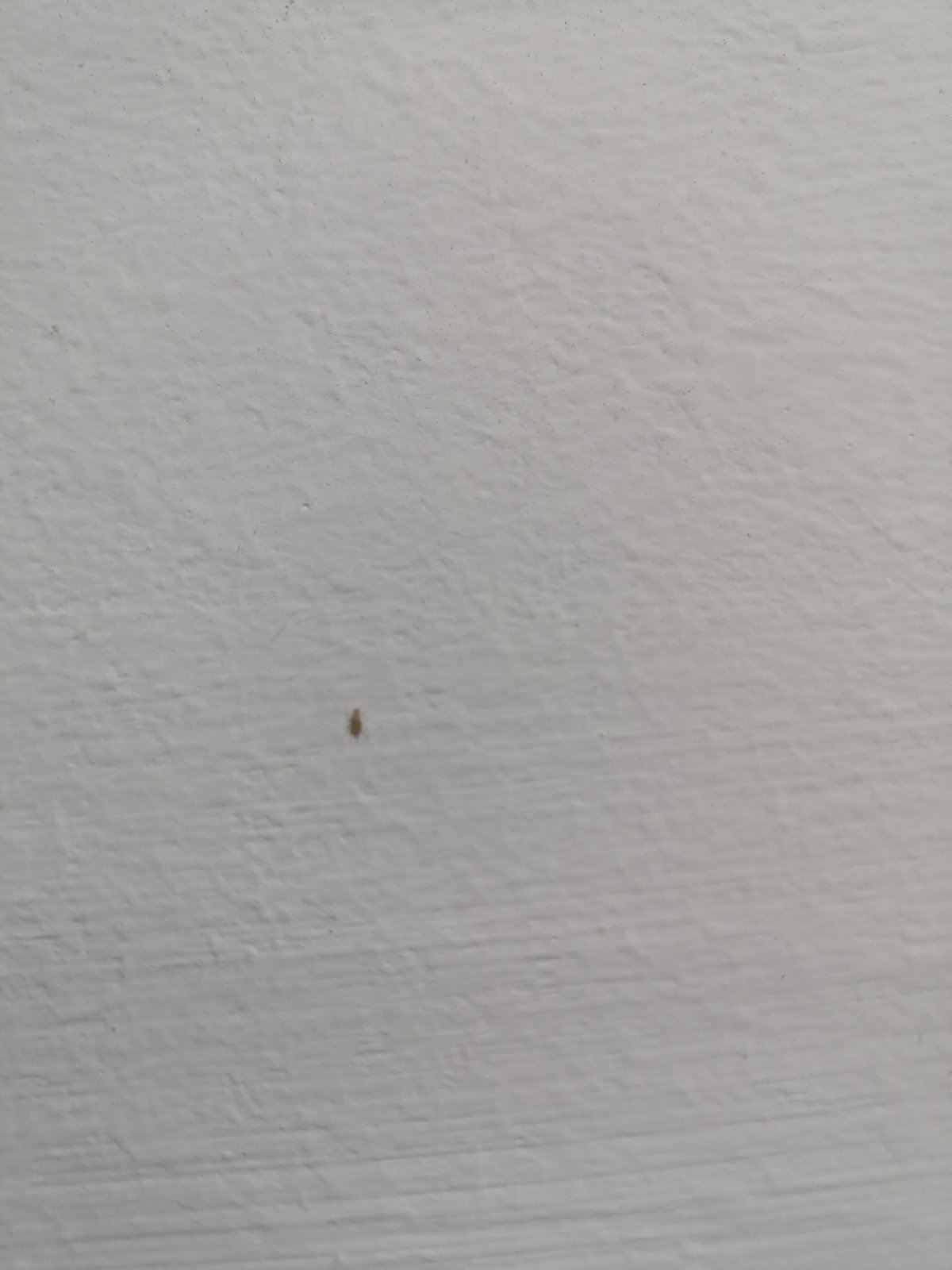 Poraďte čo za chrobáky mám v byte ? - Modrý koník