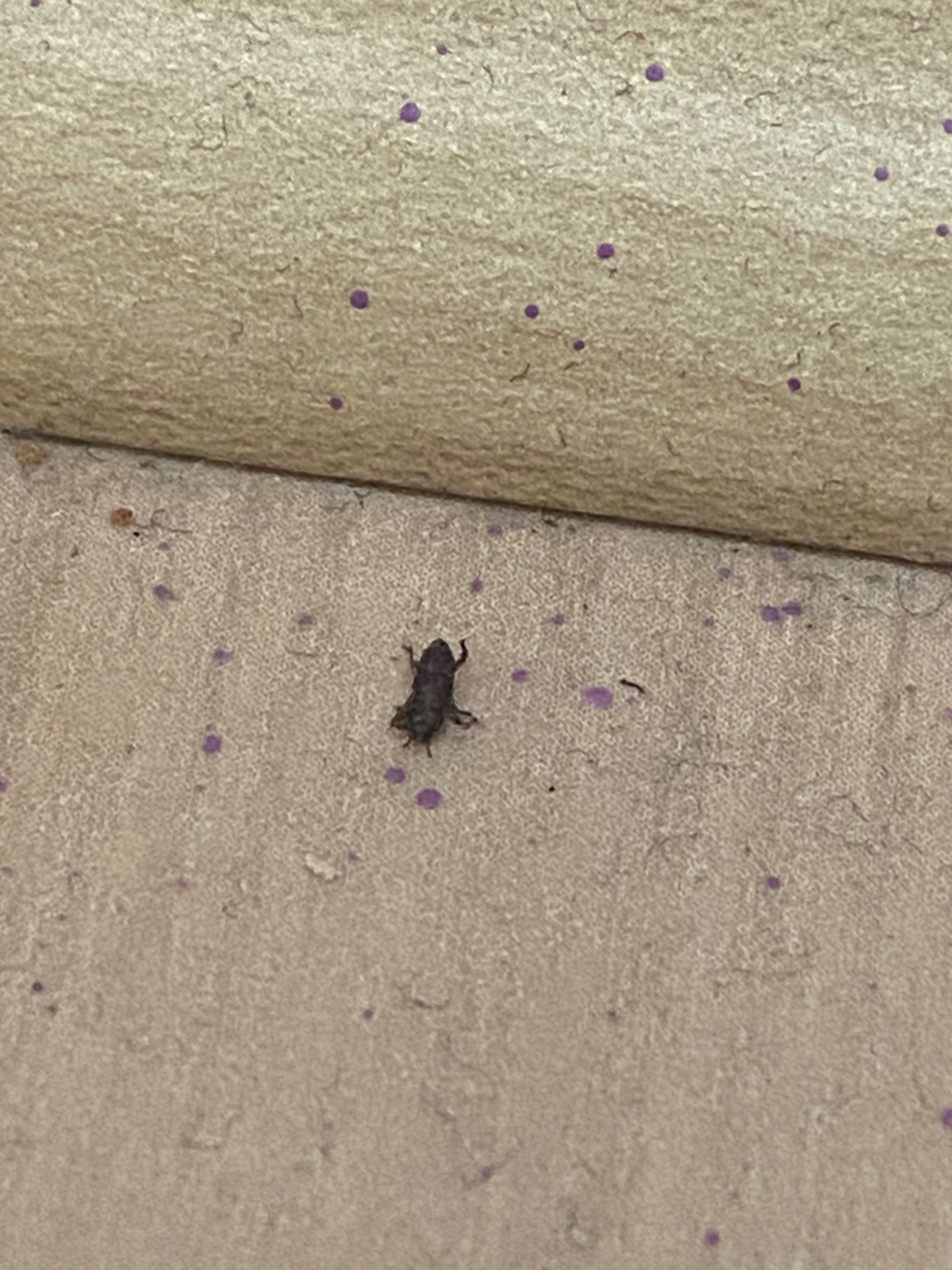 Chrobáky v byte - Modrý koník