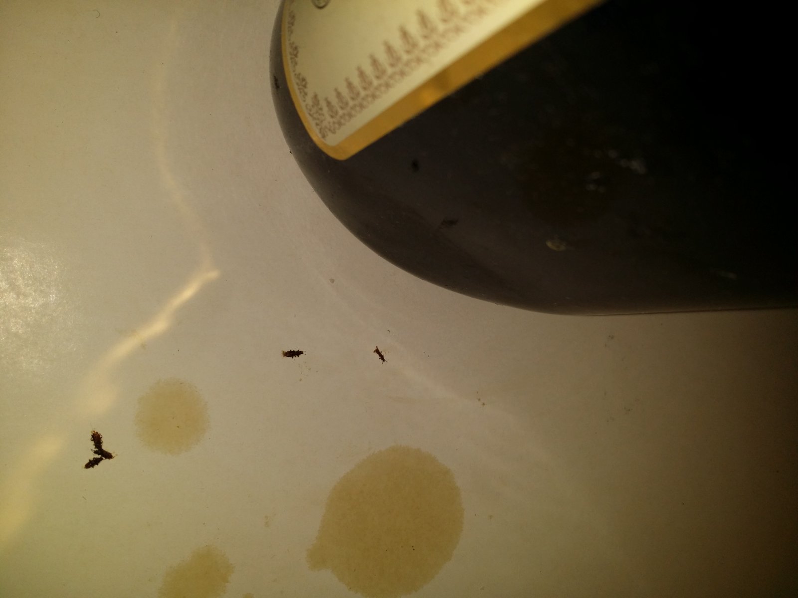 Namnožili sa mi nejaké chrobáky v byte - Modrý koník