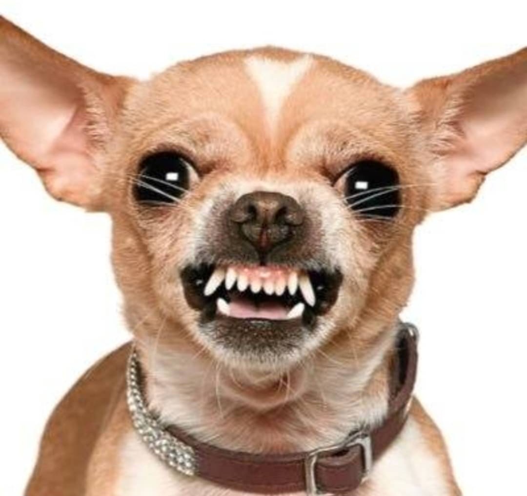 Civava a labubu - Modrý koník