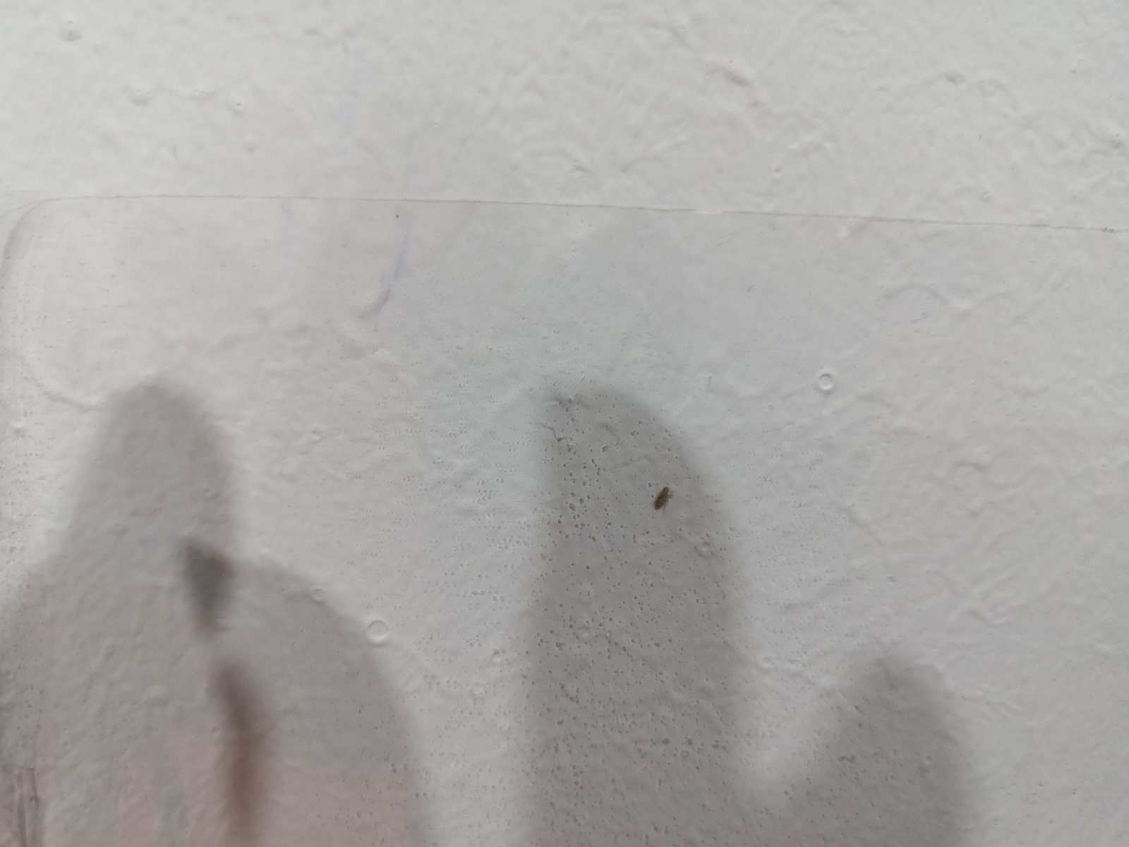 Poraďte čo za chrobáky mám v byte ? - Modrý koník